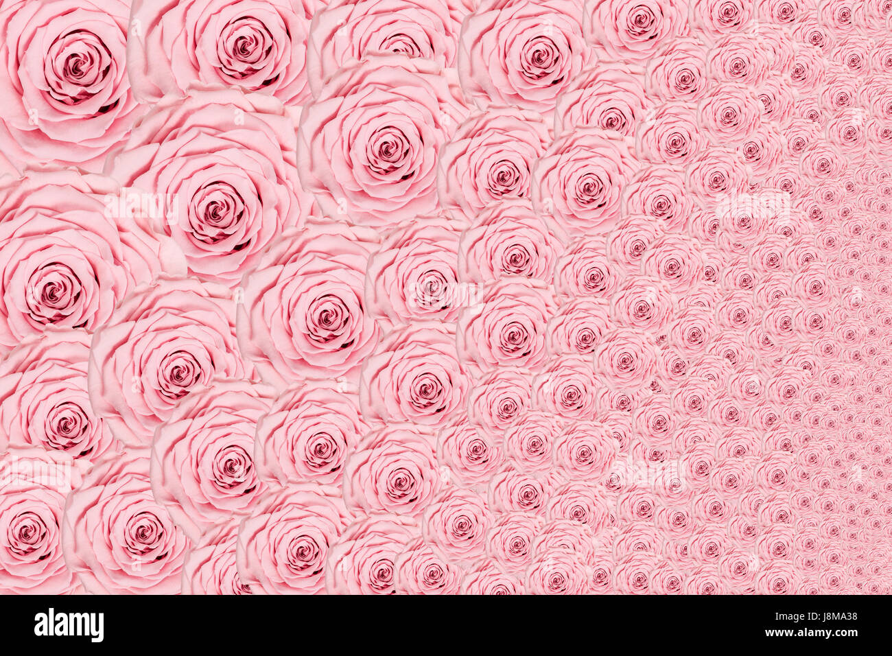 Rose light pink background Stock Photo - Alamy