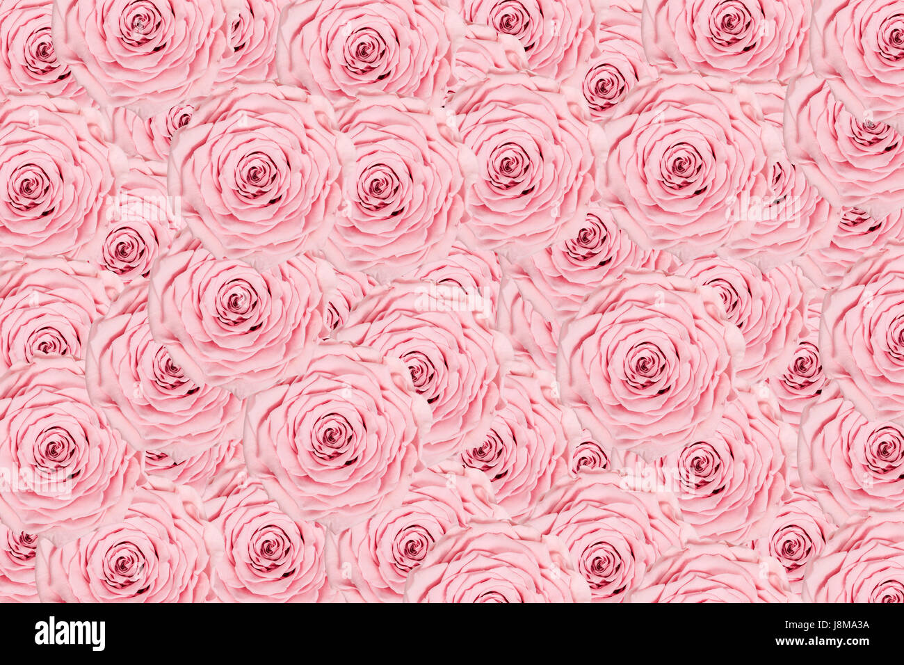 Rose light pink background Stock Photo - Alamy