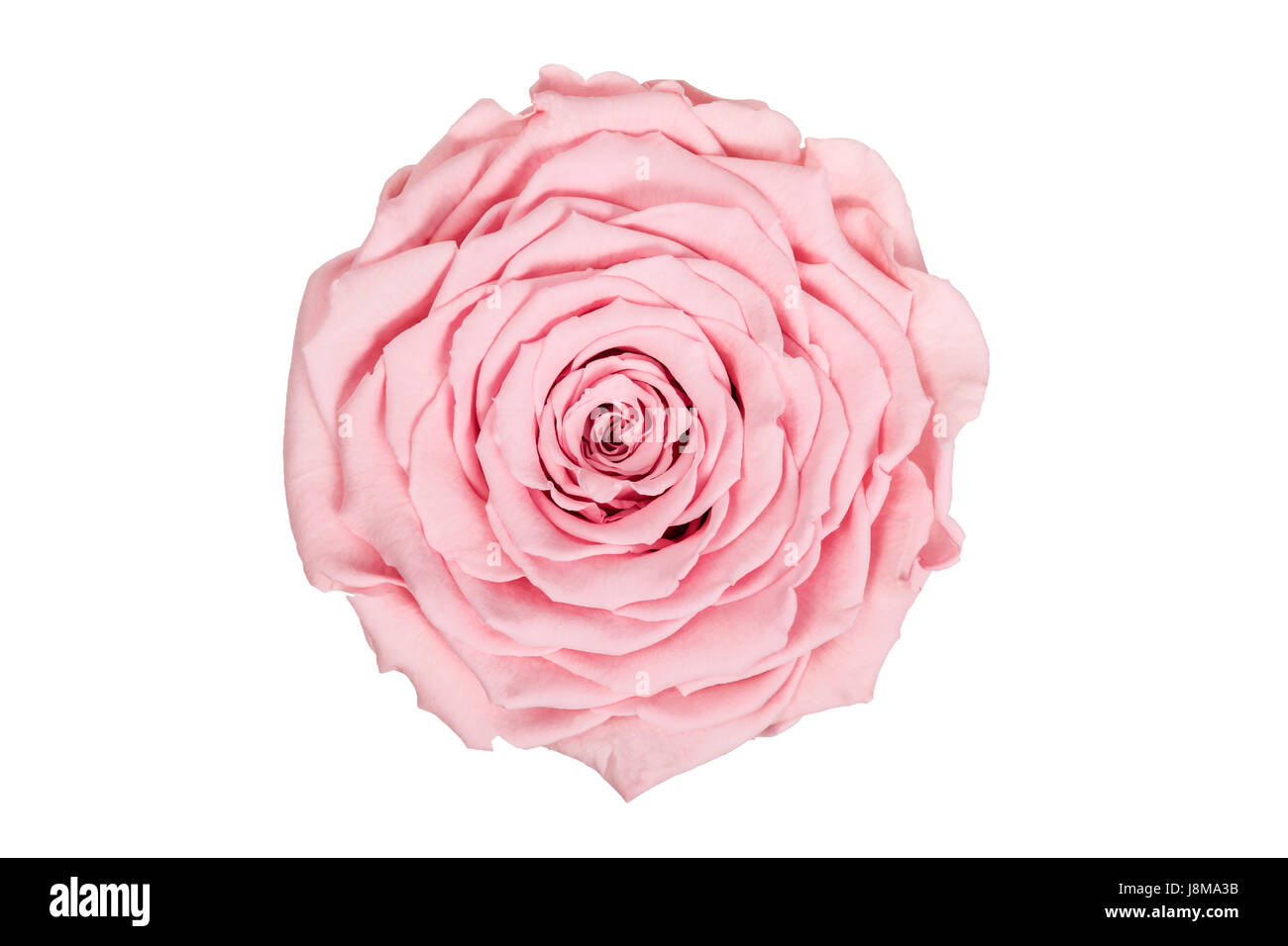 Authentic rose Cut Out Stock Images & Pictures - Alamy