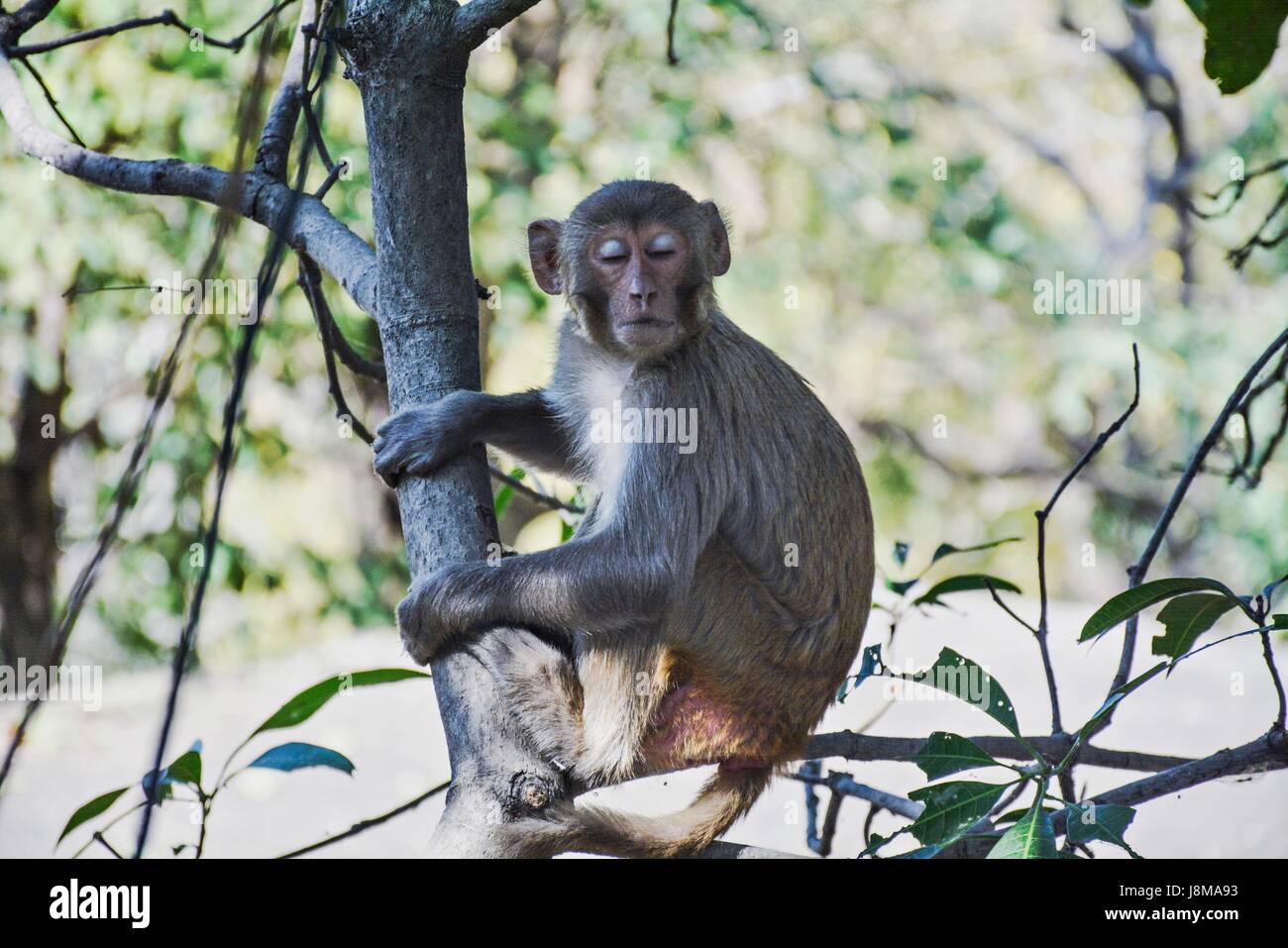 monkey on the tree sitting in branch Stock Photo - Alamy