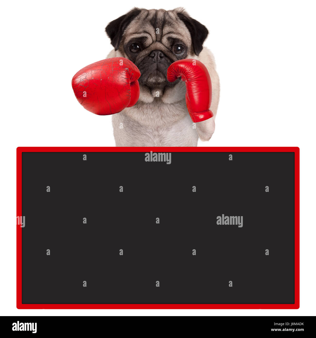 pug dog boxer with red leather boxing gloves with blank advertising ...