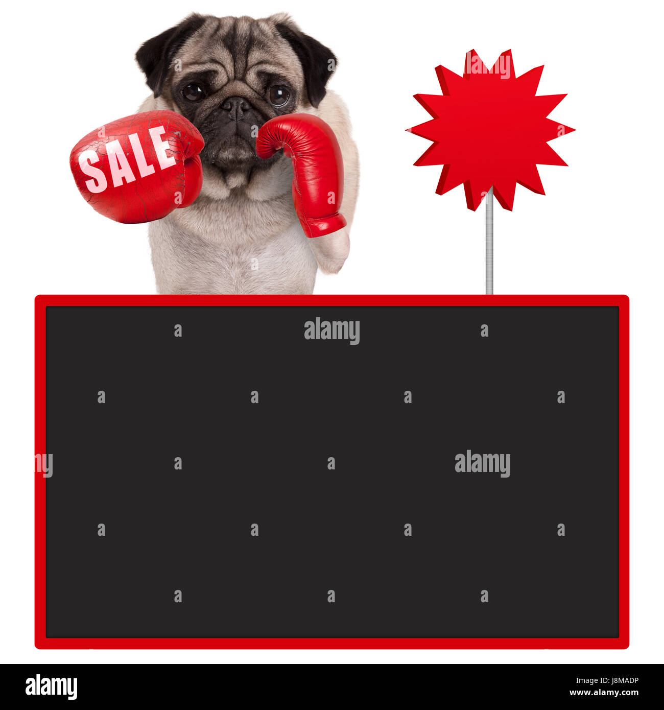 pug dog boxer with red boxing gloves with sale sign and blank ...