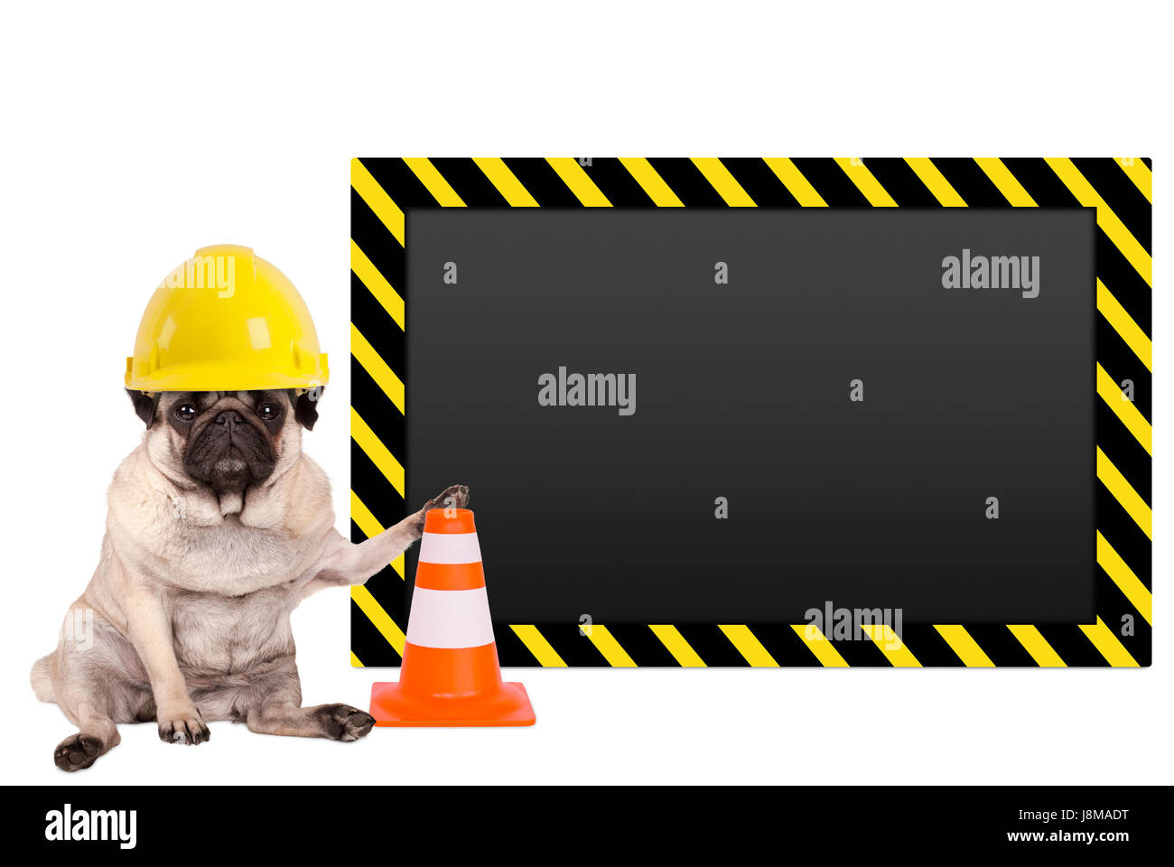 pug dog with yellow construction worker safety helmet and blank warning ...