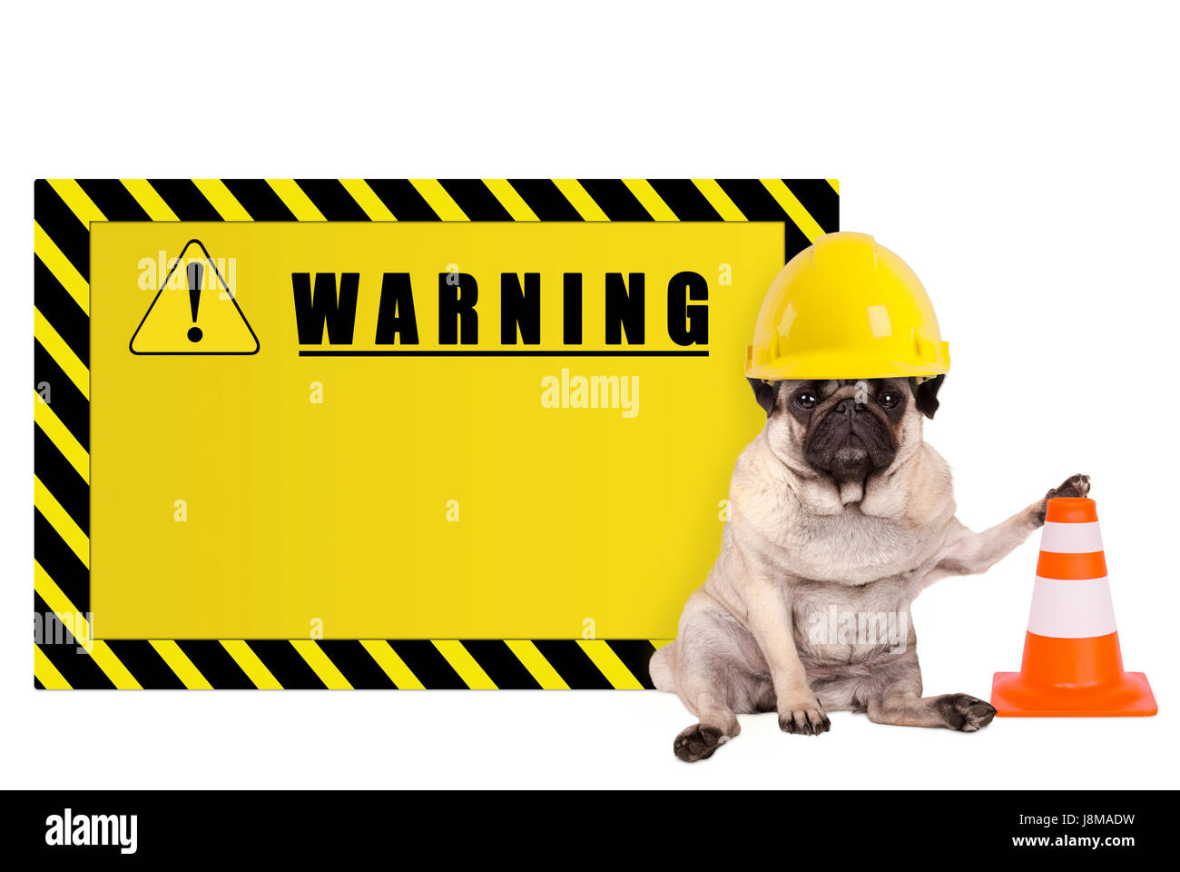 pug dog with yellow constructor worker safety helmet and blank warning sign, isolated on white ...