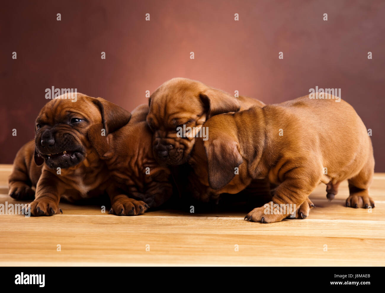 animal, pet, mammal, dog, puppy, cub, baby, maddening, pert, coquettish ...