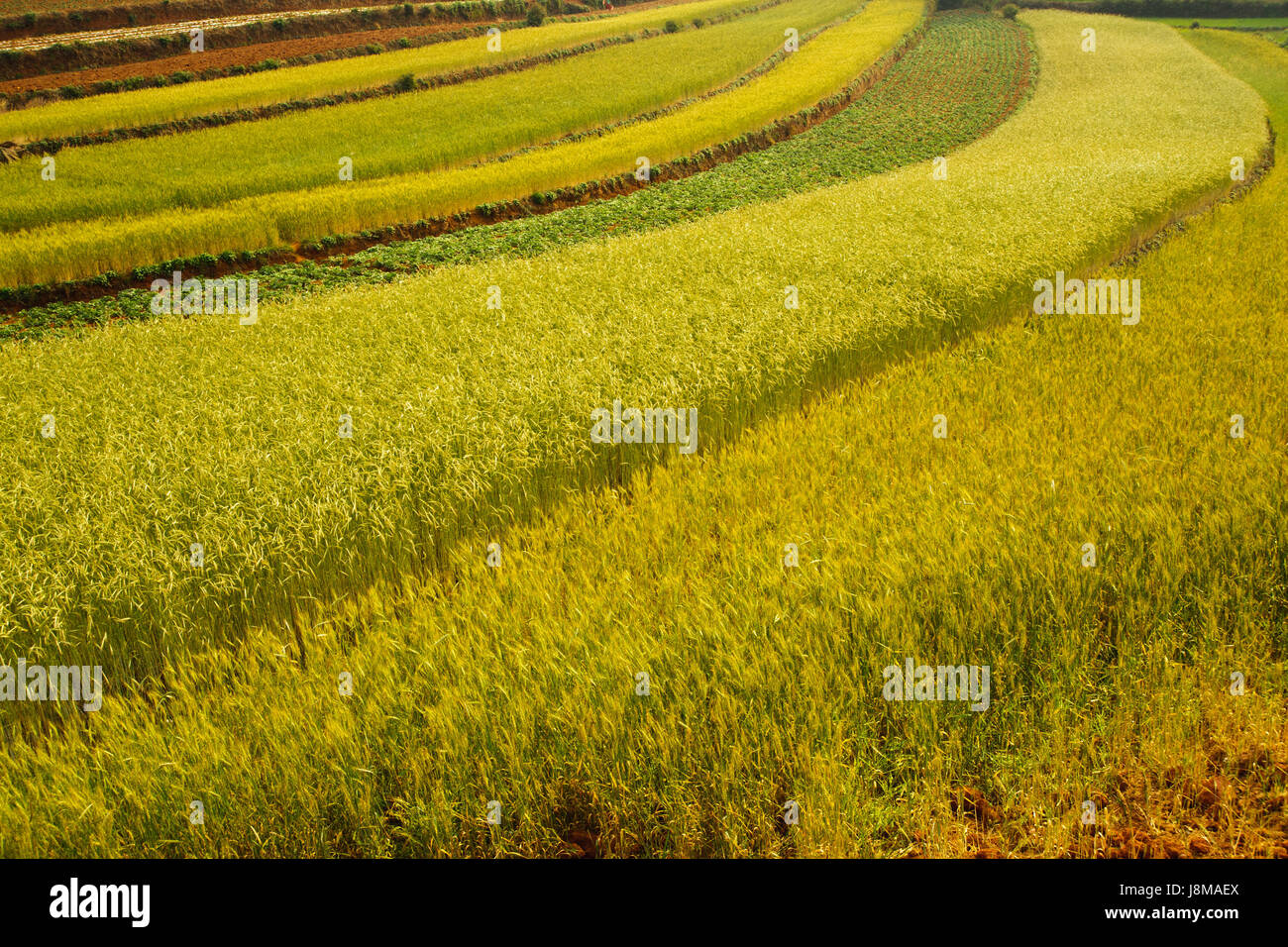 asia, agriculture, farming, field, wheat, china, farm, land, curve ...
