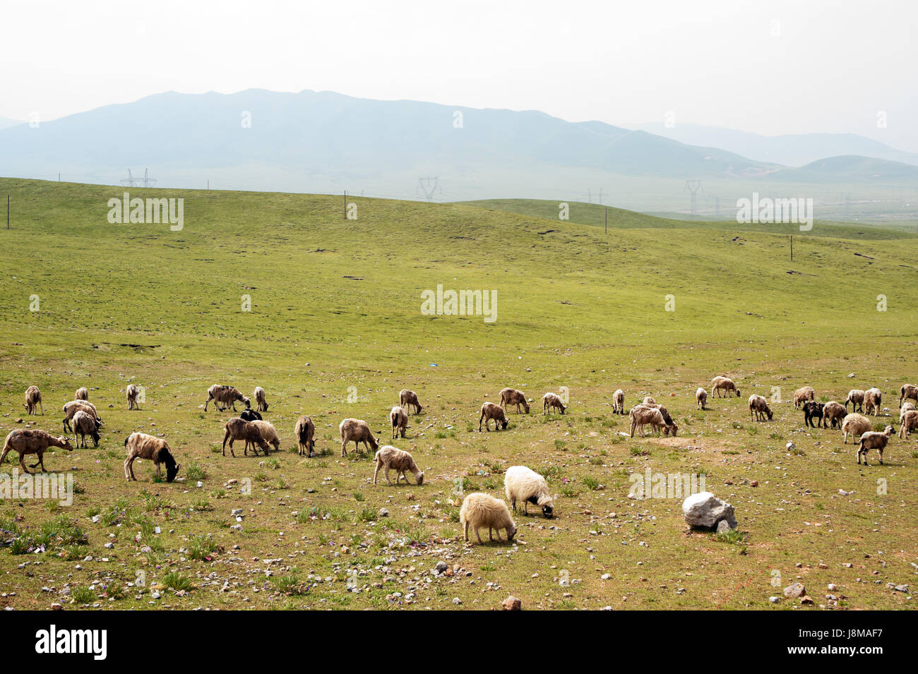animal, animals, cloud, goat, goats, sight, view, outlook, perspective ...