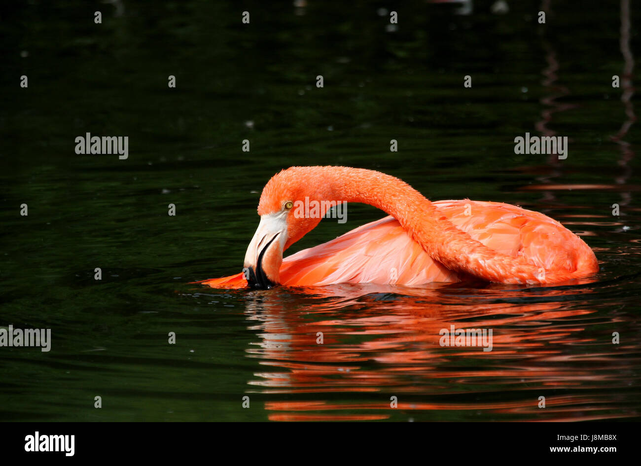 bird, birds, animal portrait, beak, exotic, beaks, flamingos, water, flamingo Stock Photo - Alamy