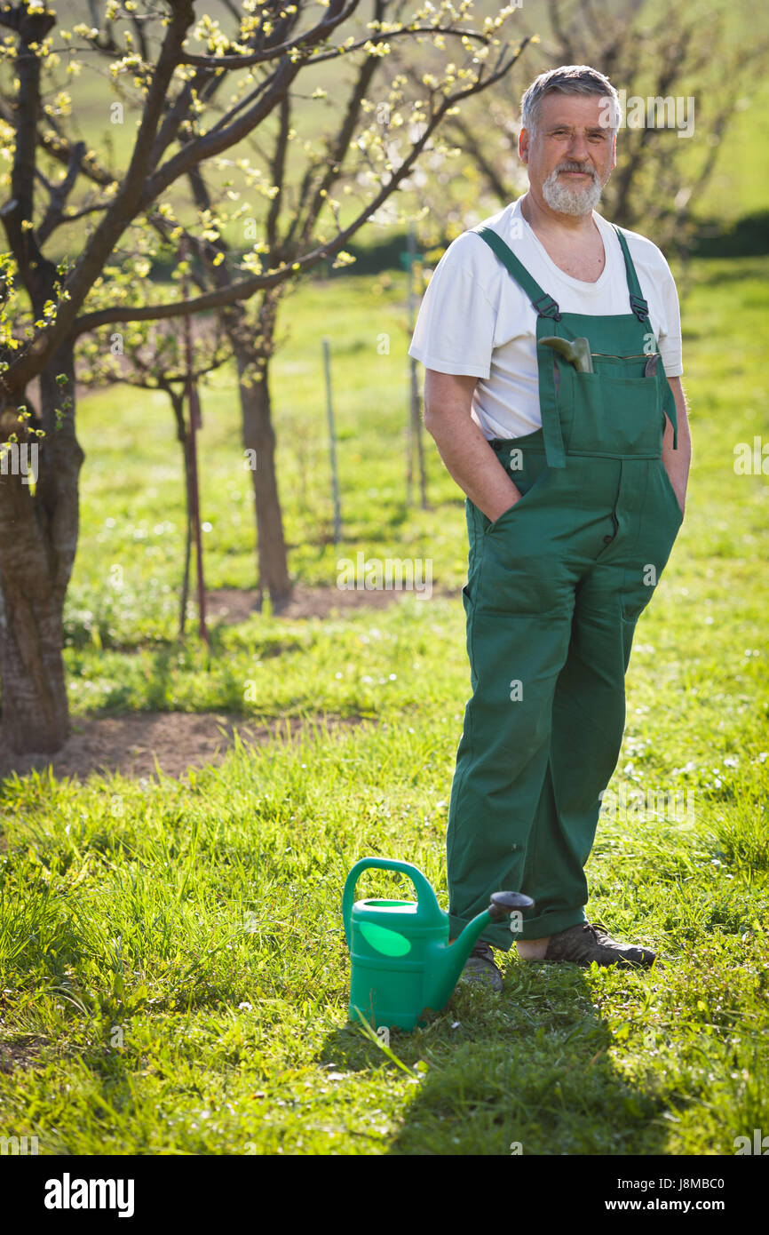 garden, portrait, hobby, gardener, gardening, orchard, man, senior ...