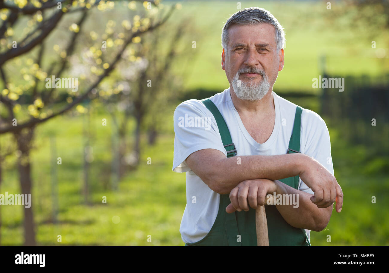 garden, portrait, hobby, gardener, gardening, orchard, man, senior ...
