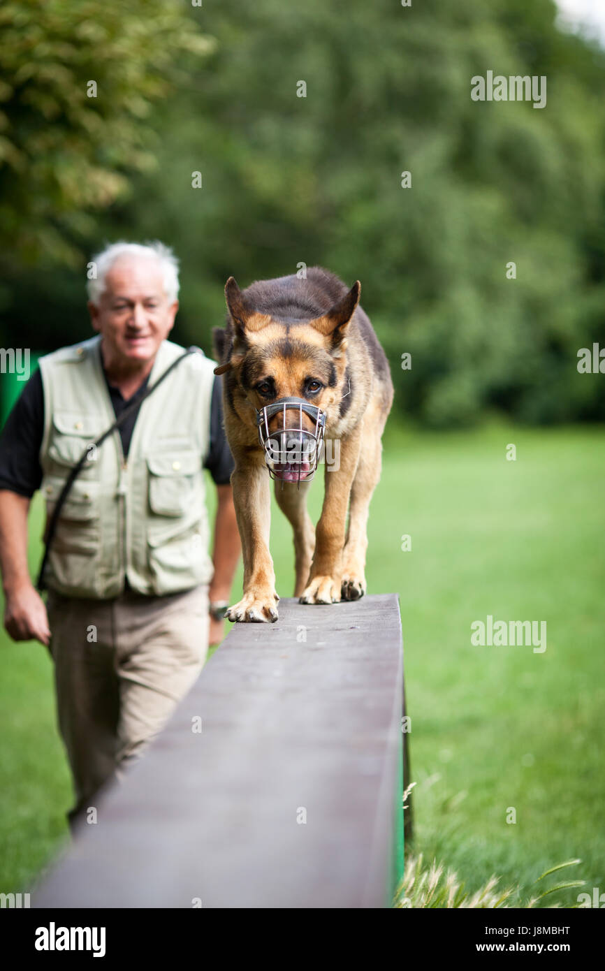 command, pet, dog, master, training, clever, train, obedient, beautiful ...