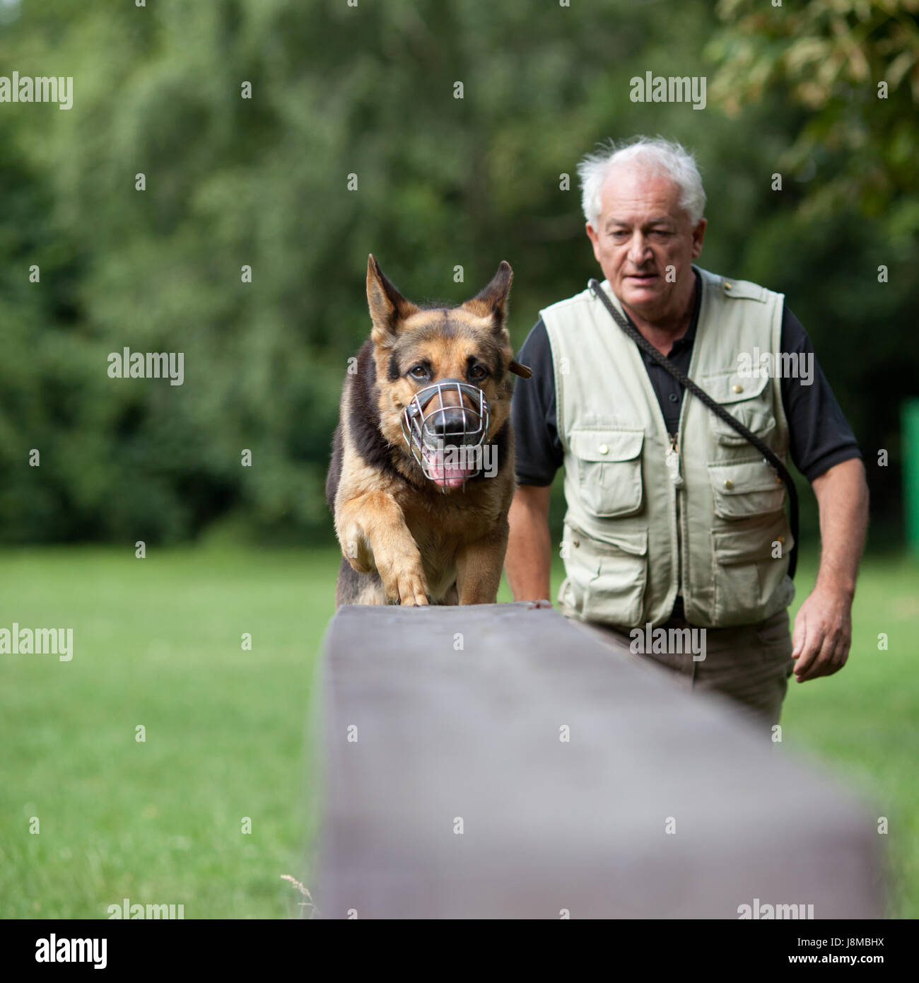 command, pet, dog, master, training, clever, train, obedient, beautiful ...