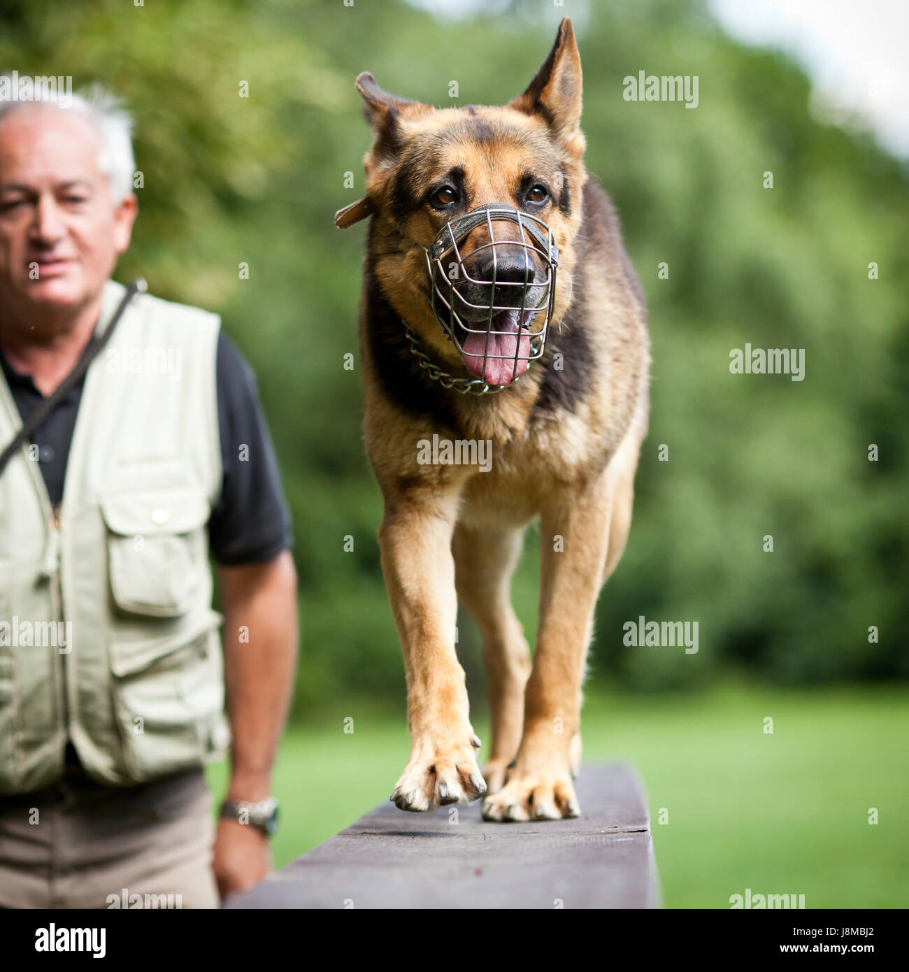 command, pet, dog, master, training, clever, train, obedient, beautiful ...
