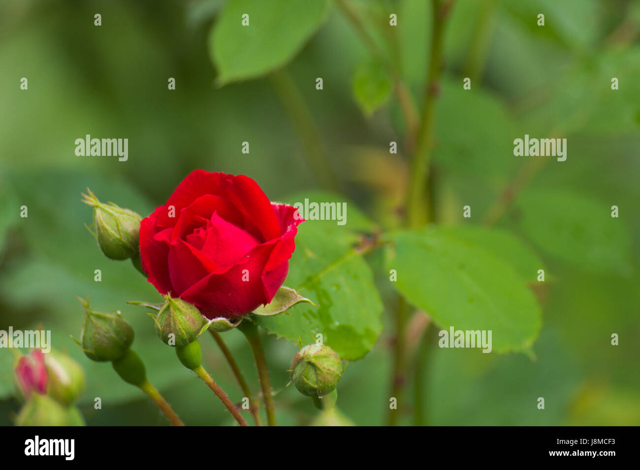 Rose flower photographed in the spring Stock Photo - Alamy