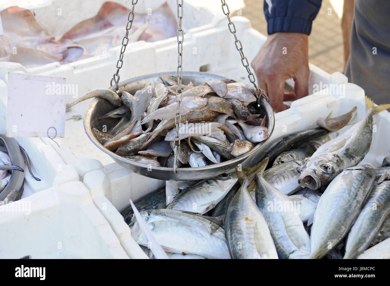 Viareggio (Tuscany), seaside resort, return of fishing boats in ...