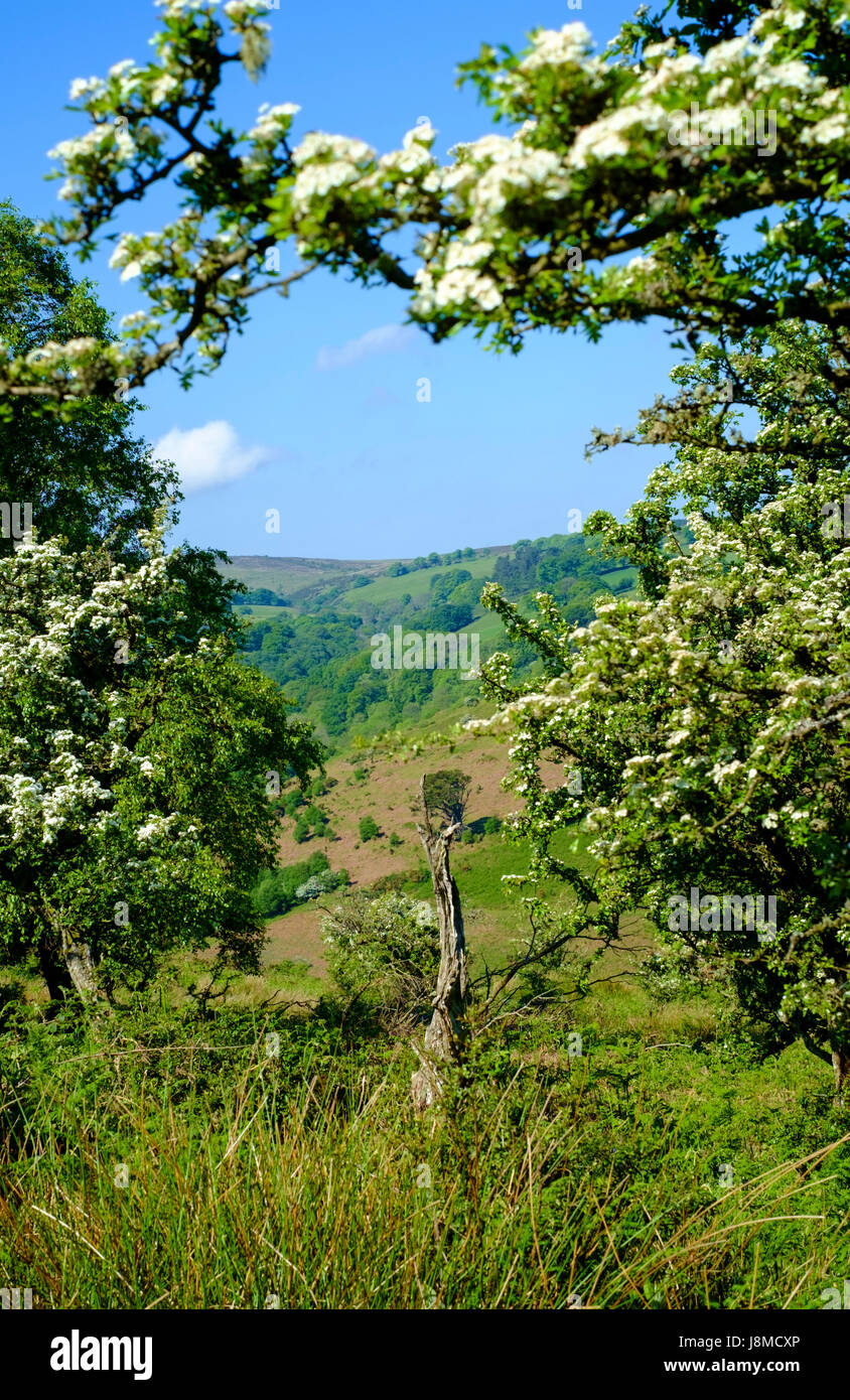 Around Exmoore National Park devon England UK Crook Horn Hill Stock ...