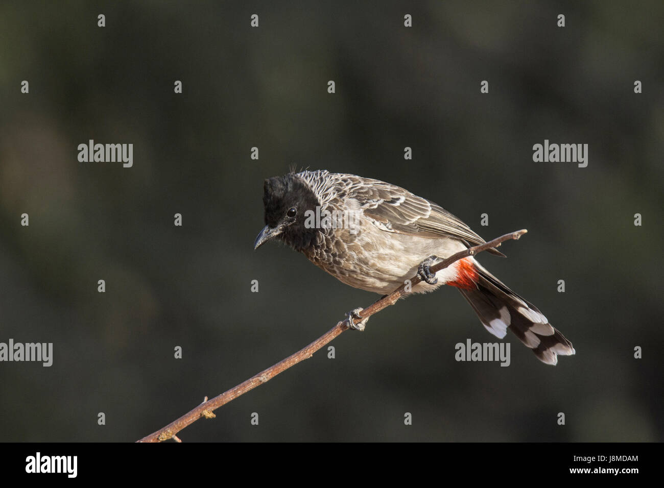 Red-vented Bulbul, Pycnonotus cafer Stock Photo - Alamy