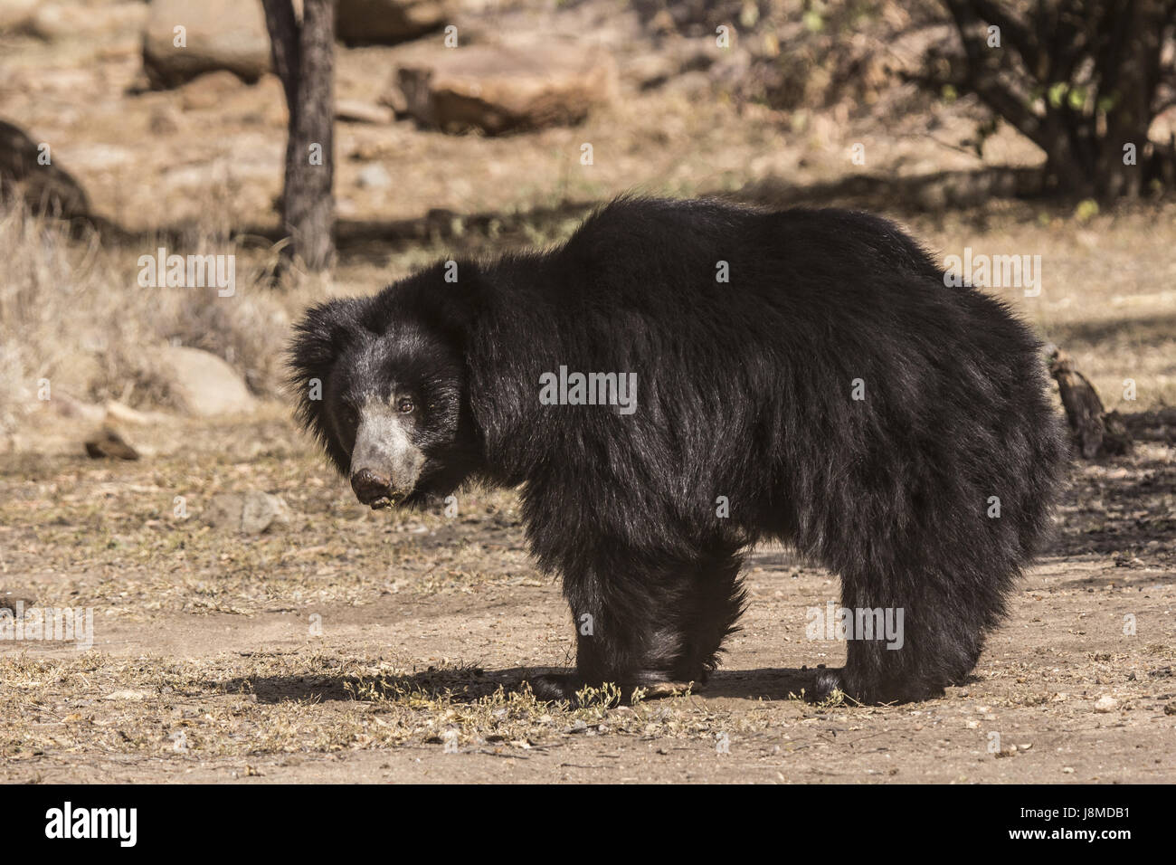 Sloth Bear, Melursus Ursinus. Daroji Bear Sanctuary, Ballari district ...