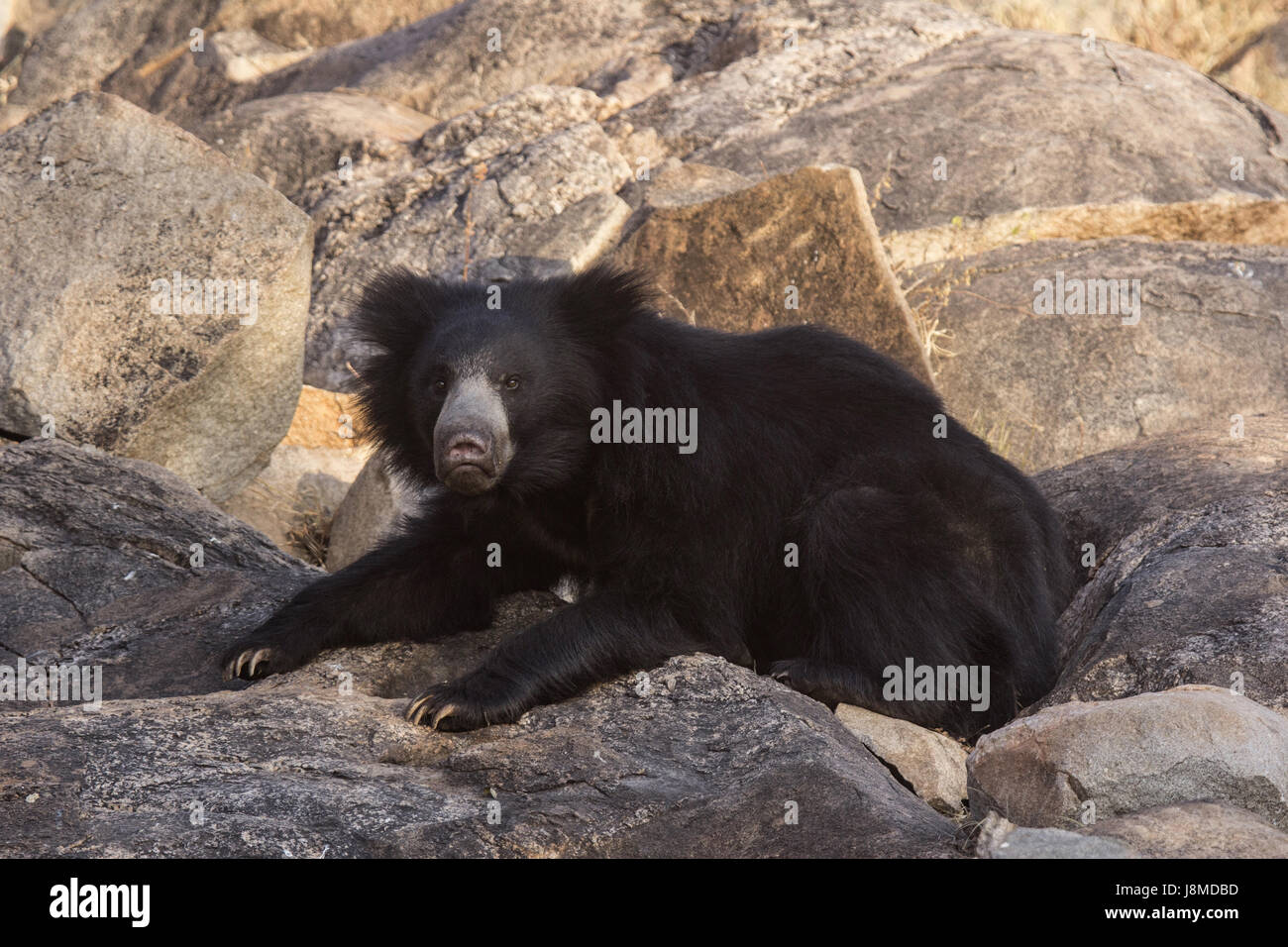 Sloth Bear, Melursus Ursinus. Daroji Bear Sanctuary, Ballari district ...