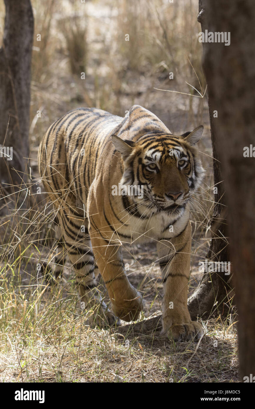 Tiger, Panthera tigris. Arrowhead, Ranthambhore Tiger Reserve ...