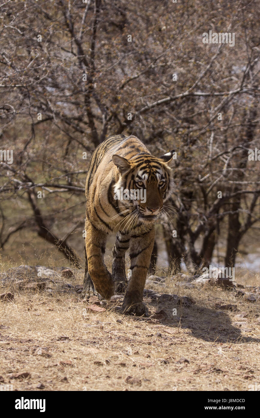 Tiger, Panthera tigris. Arrowhead, Ranthambhore Tiger Reserve ...