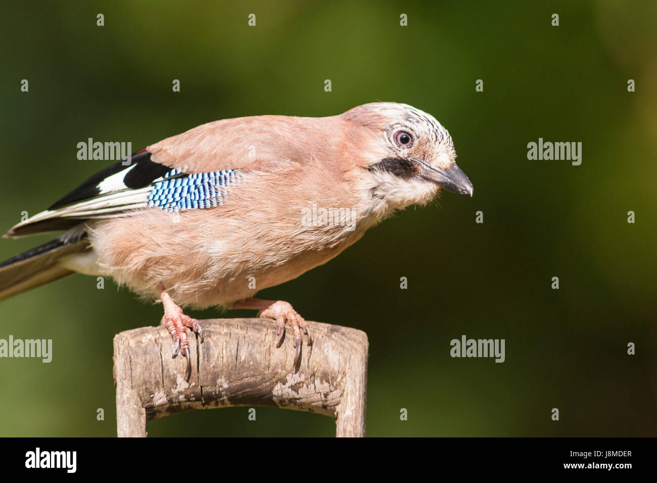 Jay Bird Uk Stock Photos & Jay Bird Uk Stock Images - Alamy