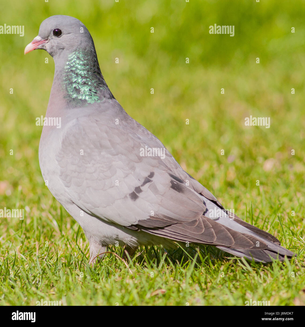 A Stock Dove (Columba oenas) in a UK garden Stock Photo - Alamy