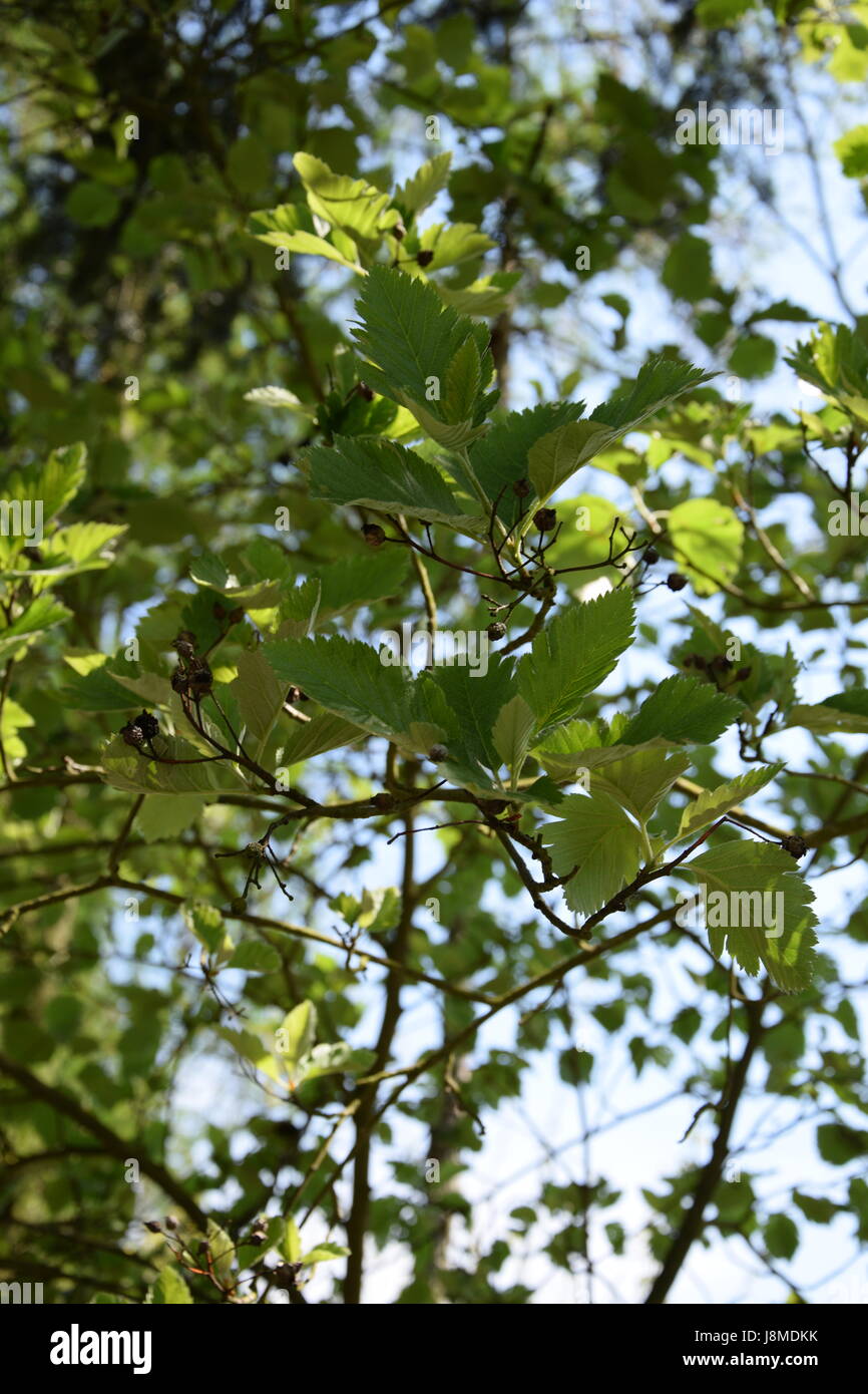 Common beech leaves hi-res stock photography and images - Alamy