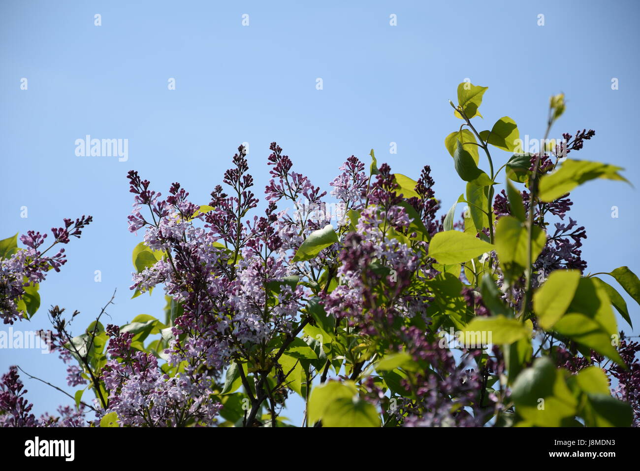 Common purple lilac syringa vulgaris hi-res stock photography and ...