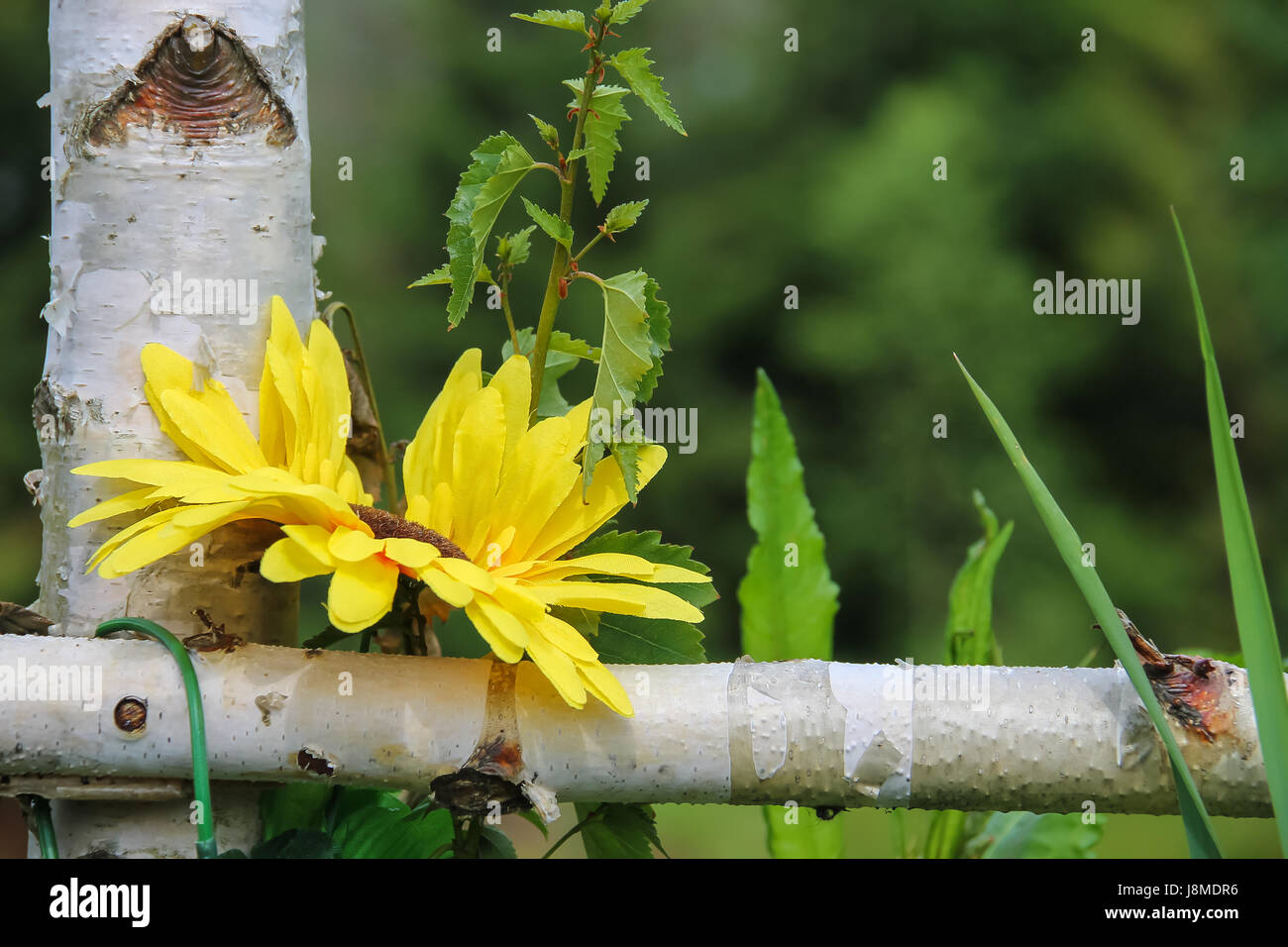 Birch fence with decorative yellow flower Stock Photo - Alamy