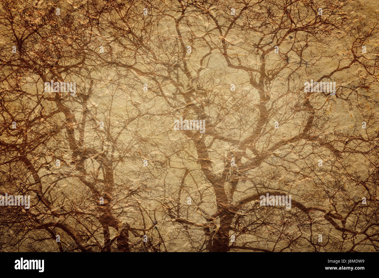 Handmade paper texture with tree branches motif Stock Photo - Alamy