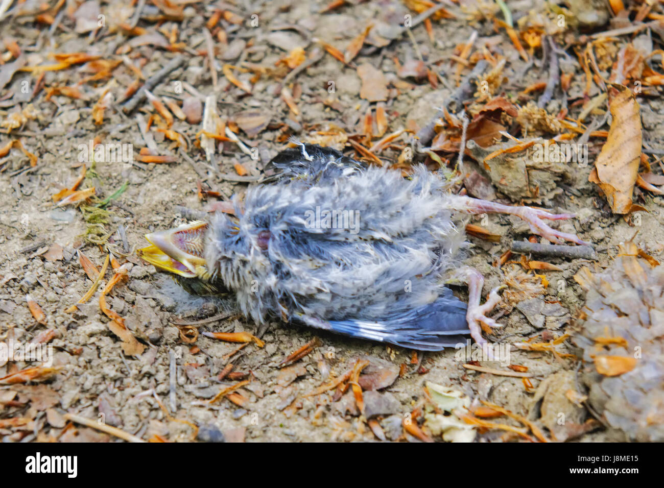 The dead bird lying on the earthen ground Stock Photo - Alamy