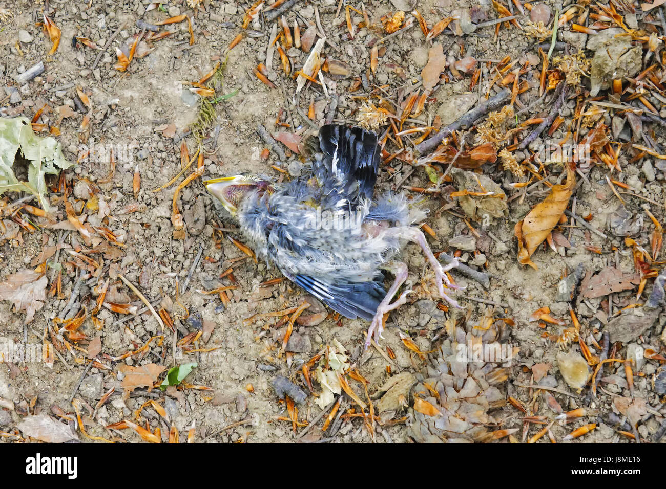 The dead bird lying on the earthen ground Stock Photo - Alamy