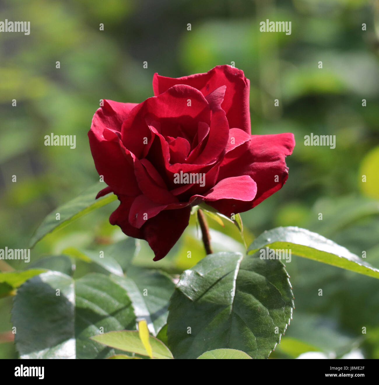 Rosetta flower hi-res stock photography and images - Alamy