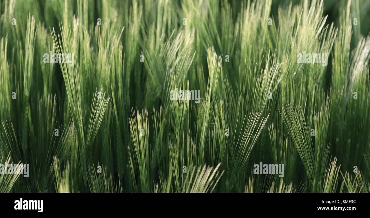 Wheat crop close up Stock Photo - Alamy