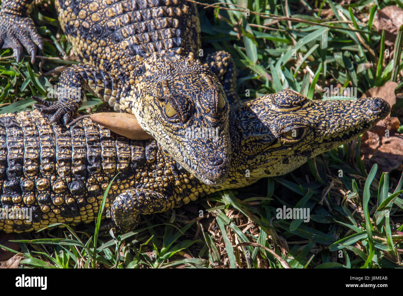 Two young crocodiles patterned and textured laying accross each other ...