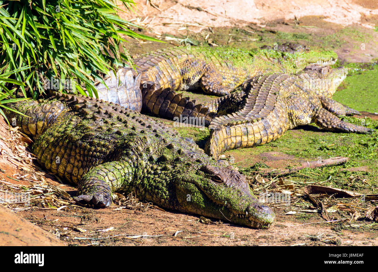 Three adult crocodiles coated with green algae basking in the heat of ...