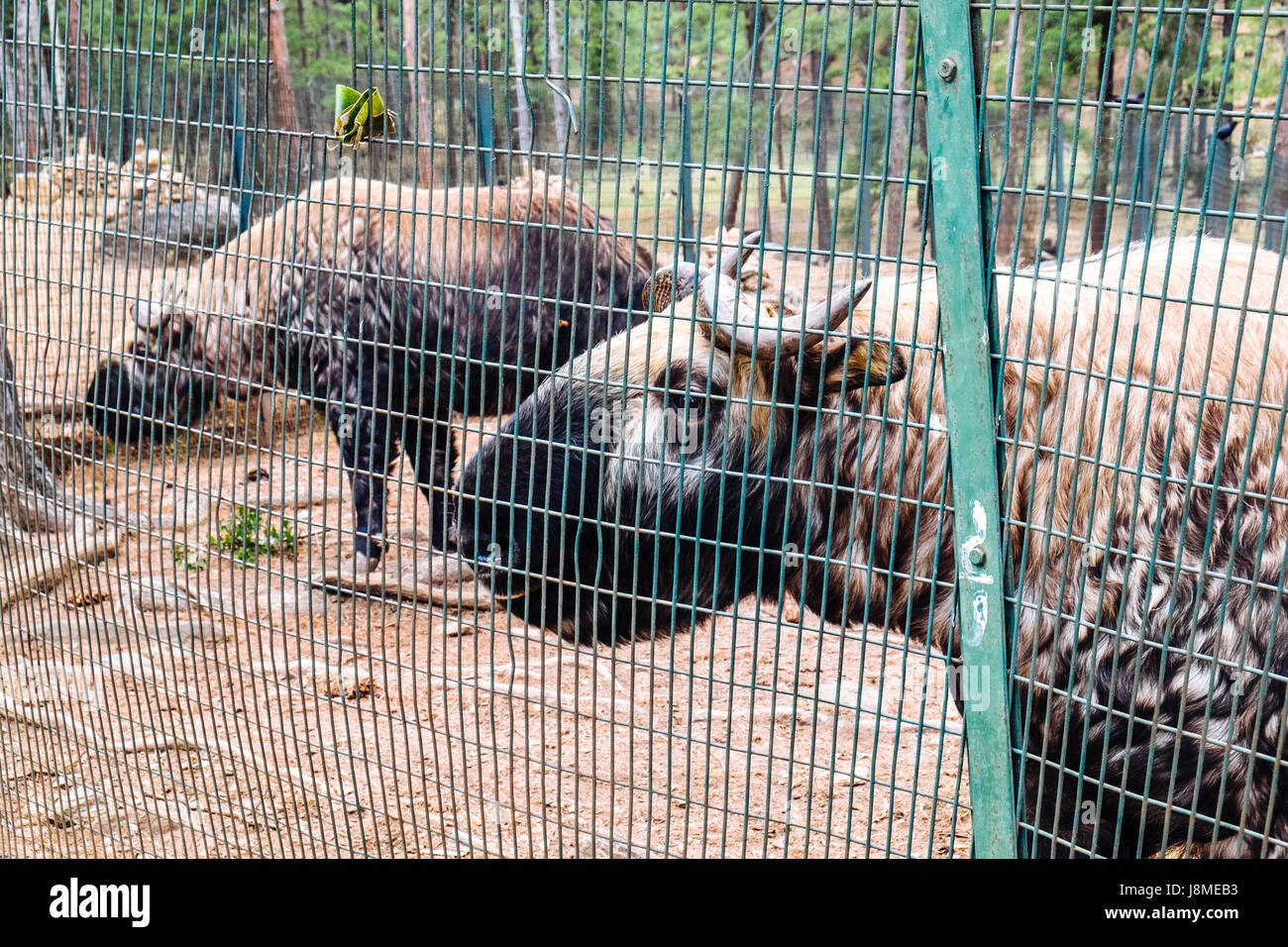 Motithang takin hi-res stock photography and images - Alamy