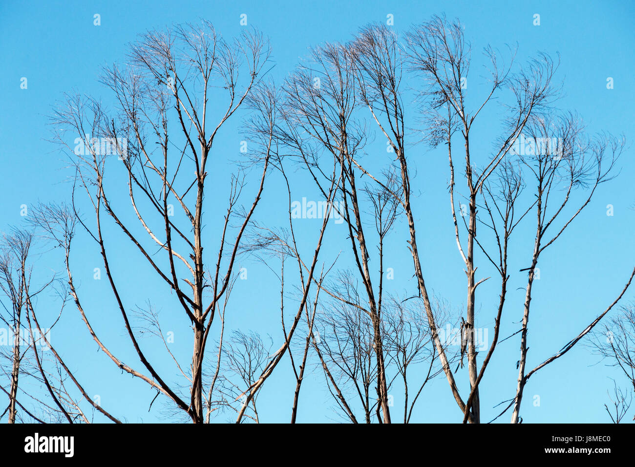 Row of dry winter leafless tree line against clear blue sky background ...
