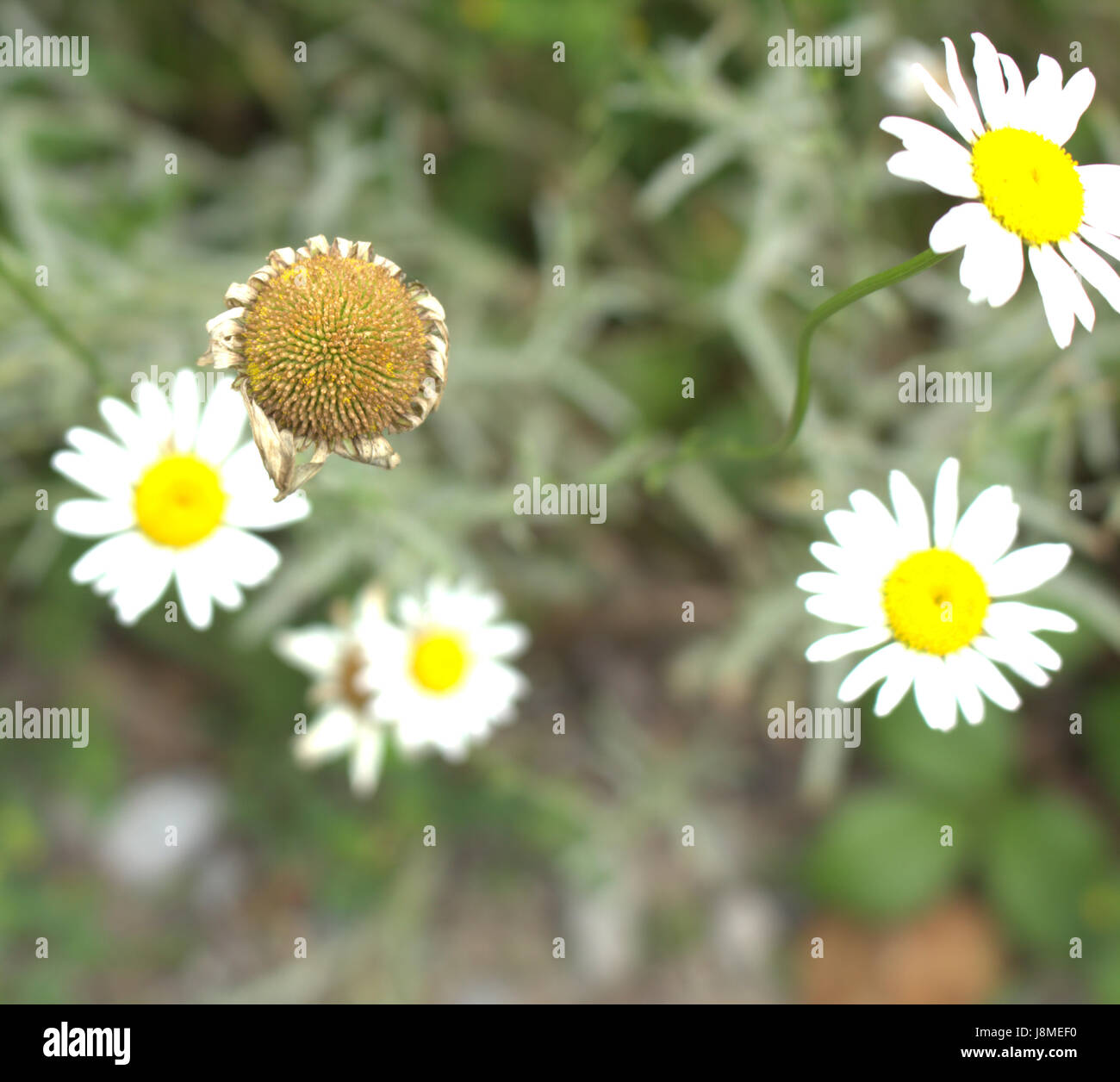 Daisy wildflowers hi-res stock photography and images - Alamy
