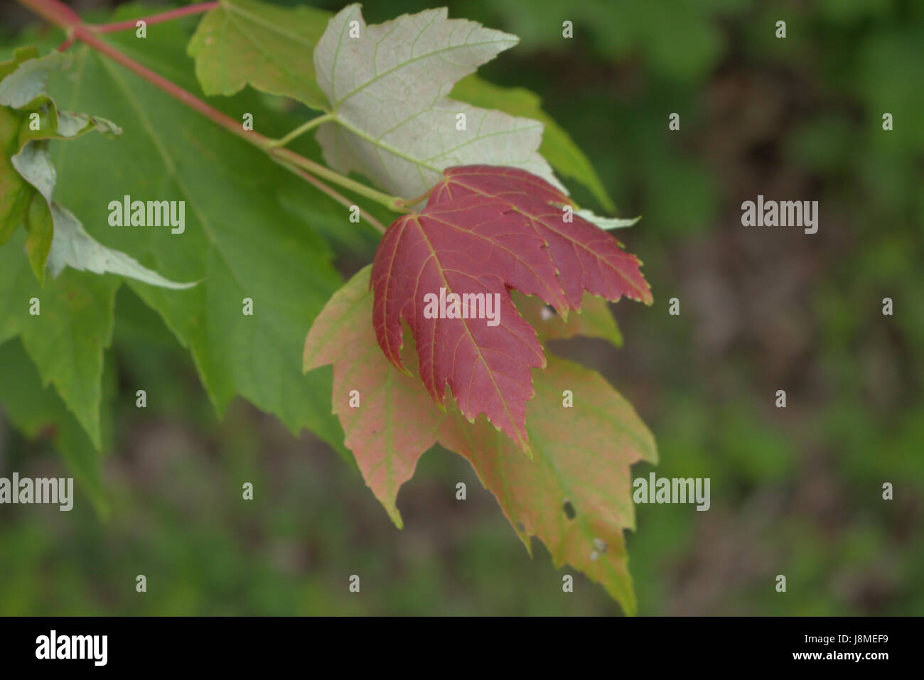 Red Maple Leaf Stock Photo - Alamy