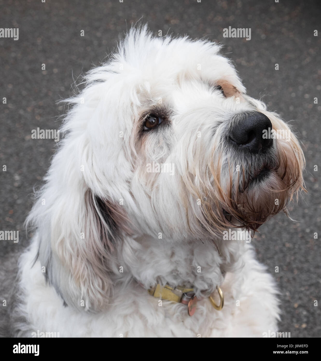 Old English Sheepdog Stock Photo - Alamy
