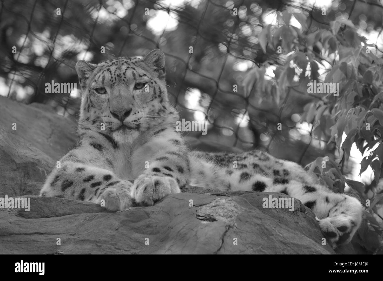 Spots of snow Black and White Stock Photos & Images - Alamy