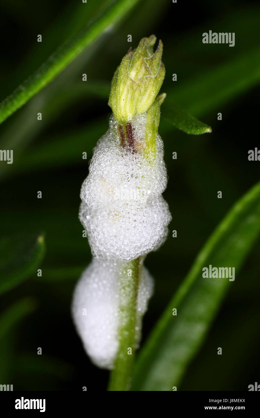 Cuckoo spit on a plant in the garden Stock Photo - Alamy