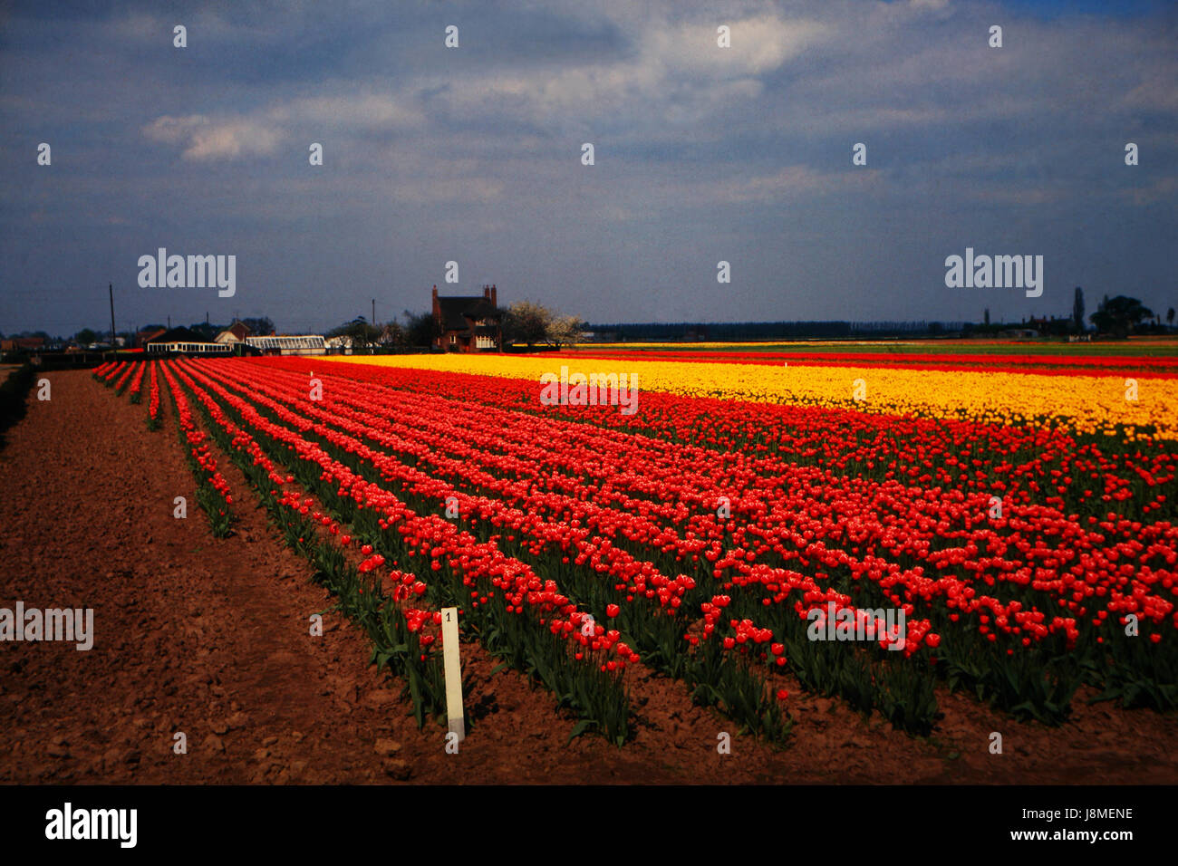 Spalding tulip hi-res stock photography and images - Alamy