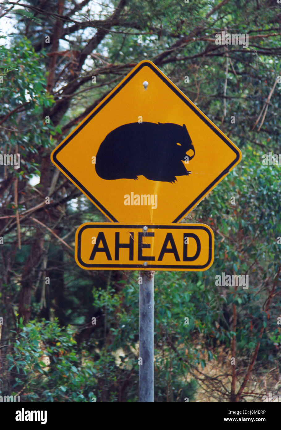 ROADSIGN in Australien warns for wombat 2004 Stock Photo - Alamy