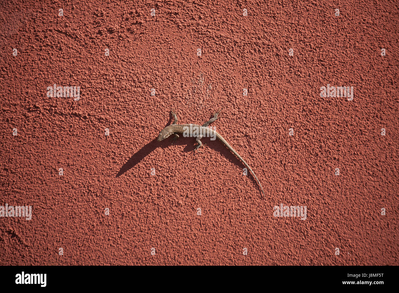 Lizard on a red wall Stock Photo - Alamy