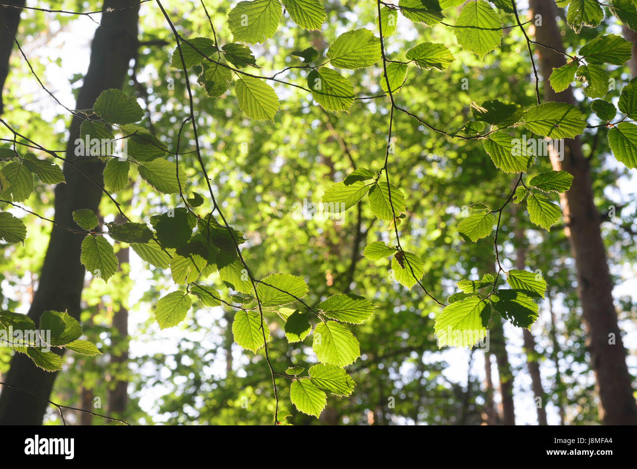 Forest hazel tree hi-res stock photography and images - Alamy