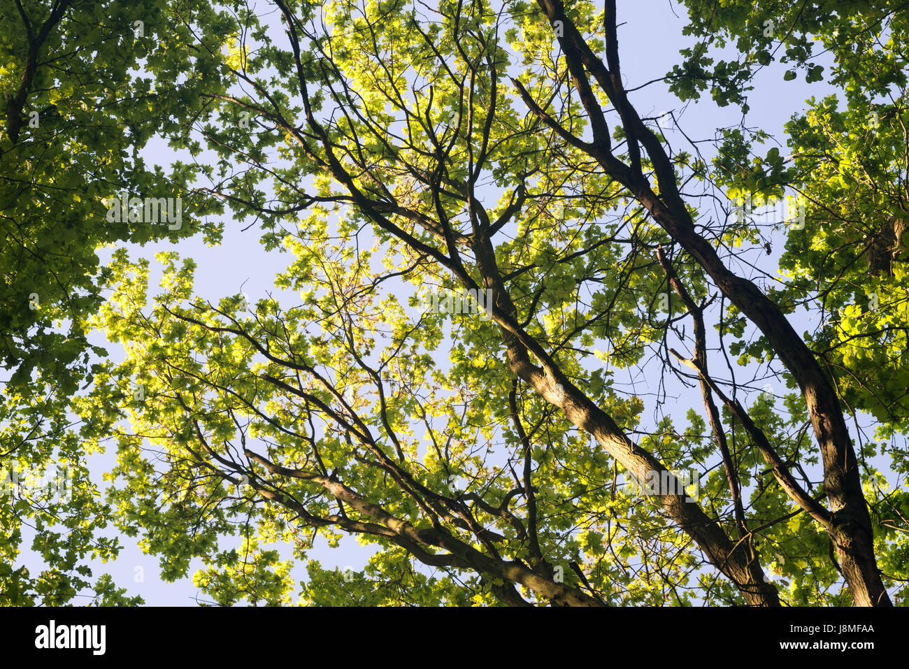 oak tree branches against blue sky Stock Photo - Alamy
