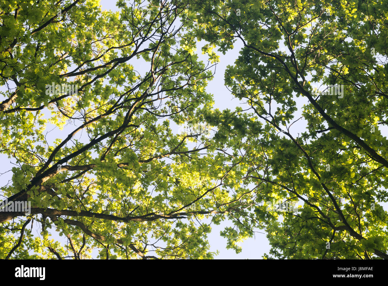 oak tree branches against blue sky Stock Photo - Alamy